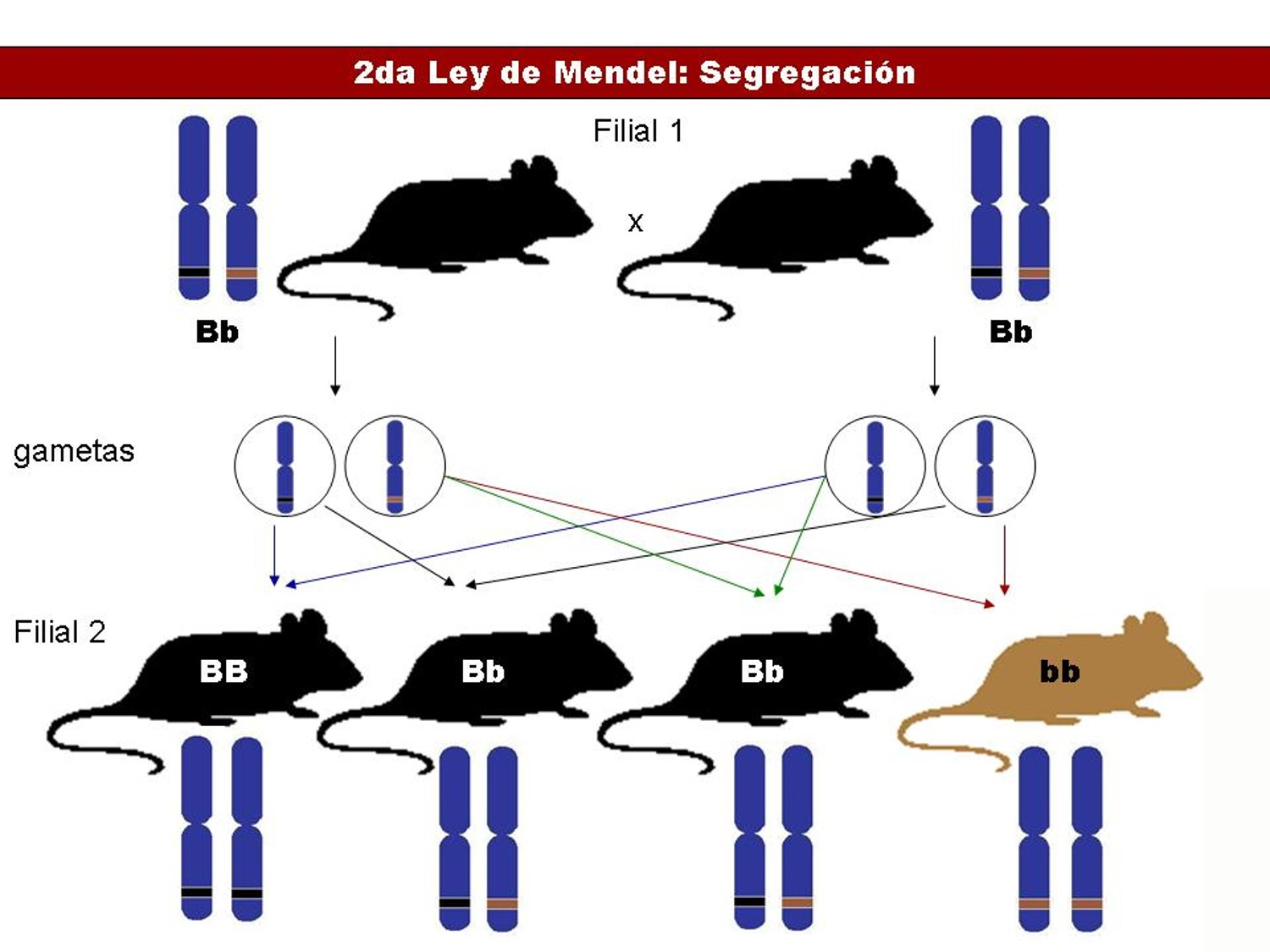 GREGOR MENDEL on emaze