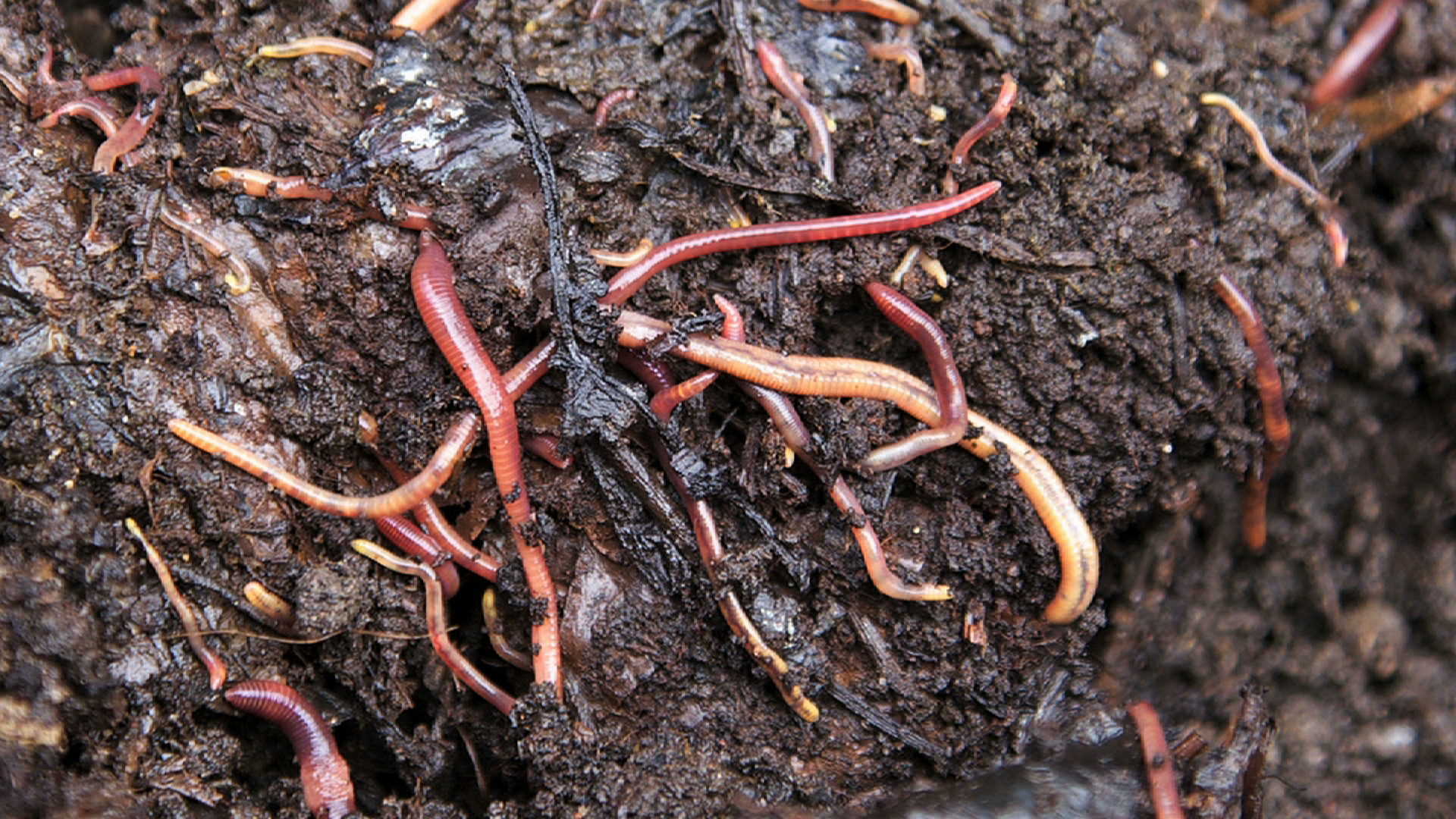 Earthworms on emaze