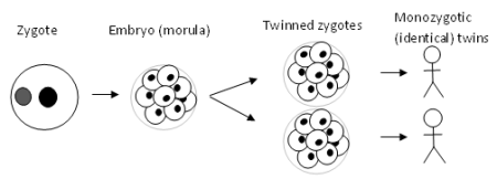 Cloning on emaze