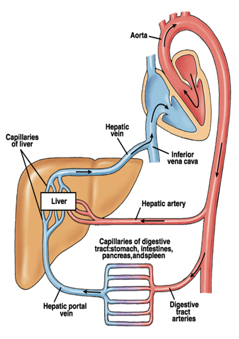 Hígado, vesícula biliar y vía biliar.pptx on emaze