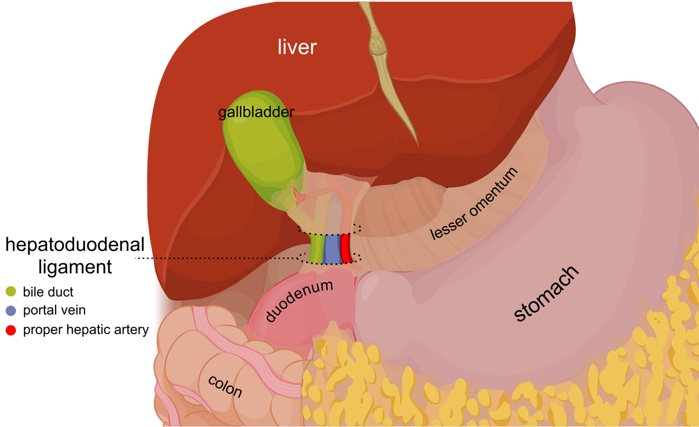 Hígado, vesícula biliar y vía biliar.pptx on emaze