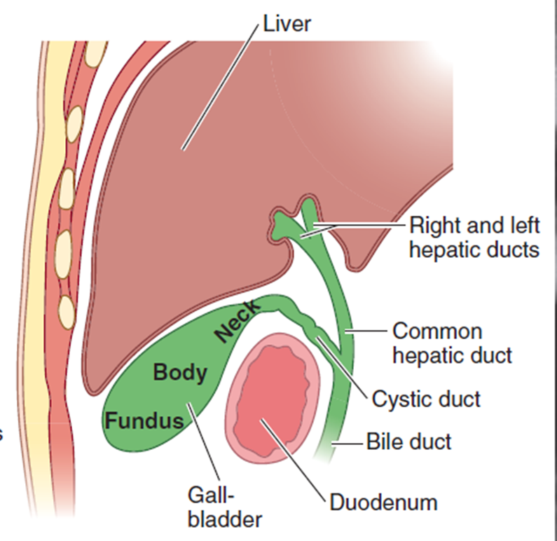 Hígado, vesícula biliar y vía biliar.pptx on emaze