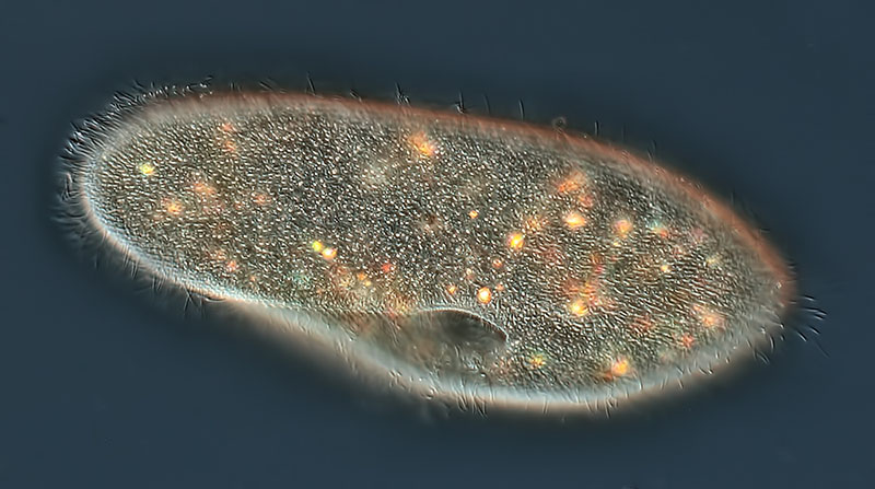 Presentation Name on emaze