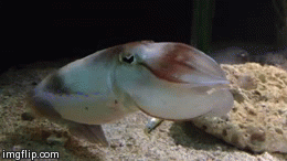 Cuttlefish at emaze Presentation