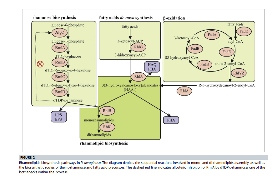 Ramnolipidos at emaze Presentation