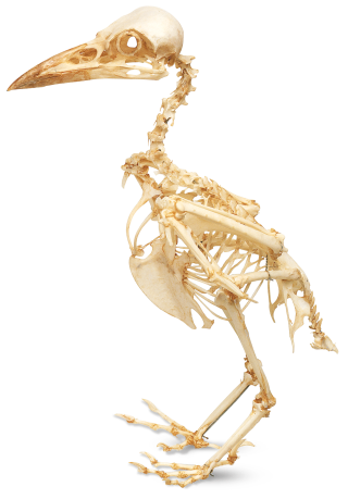 الطيور at emaze Presentation