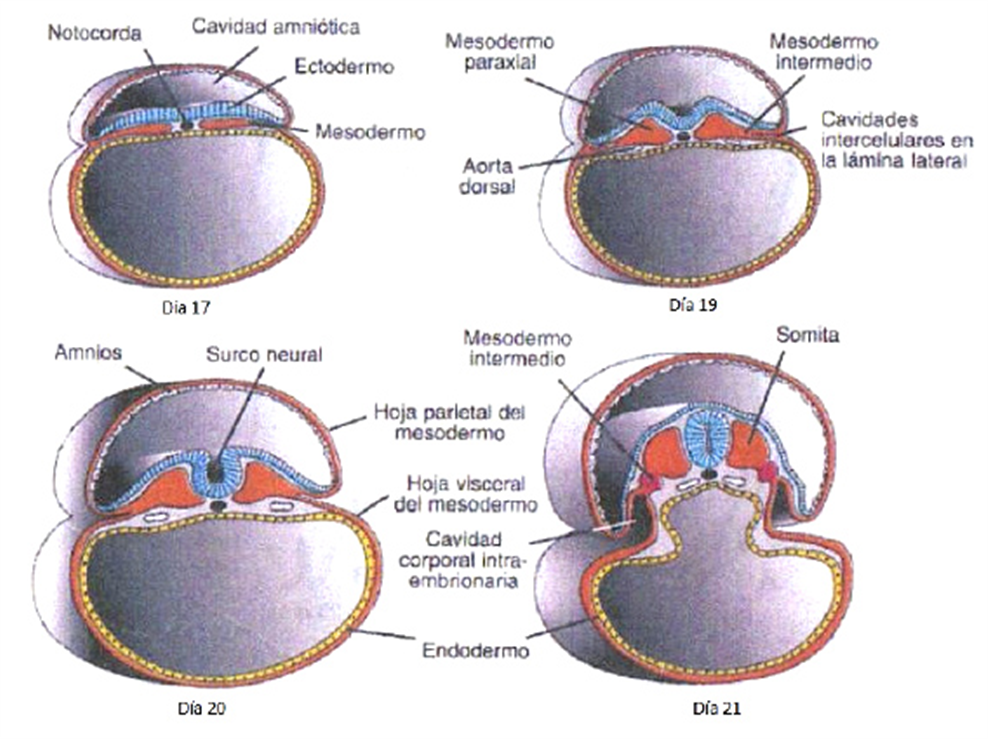 Celebrations on emaze