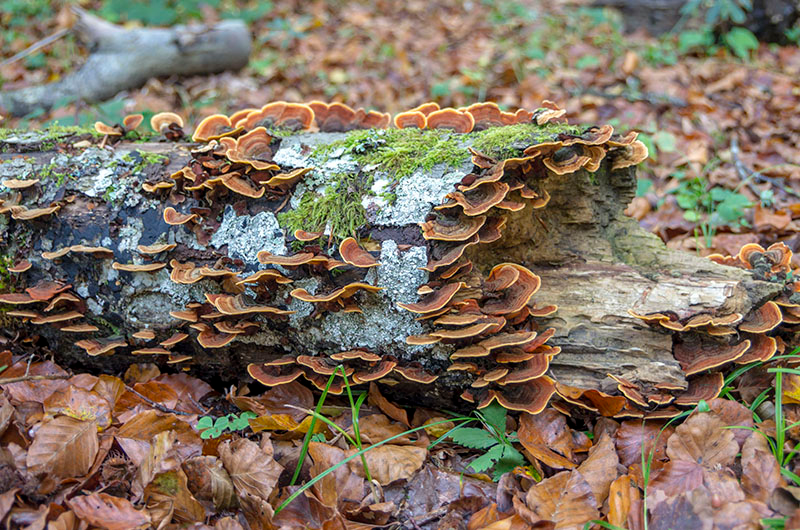 HONGOS SAPRÓFITOS at emaze Presentation