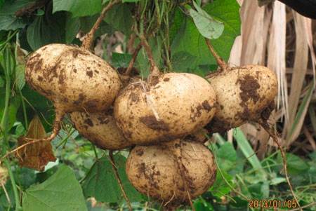 Jicama on emaze