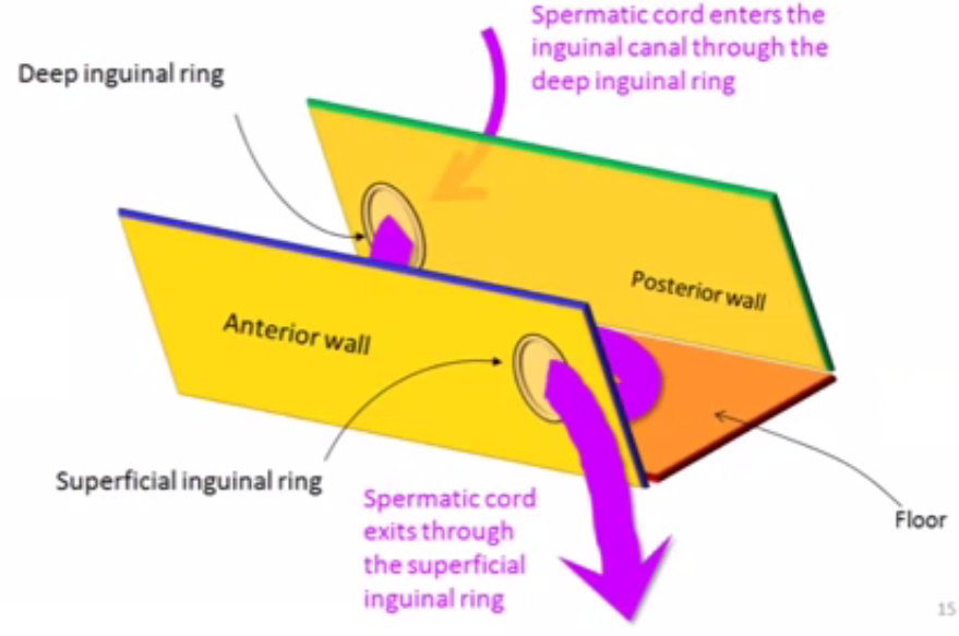 Conducto Inguinal at emaze Presentation