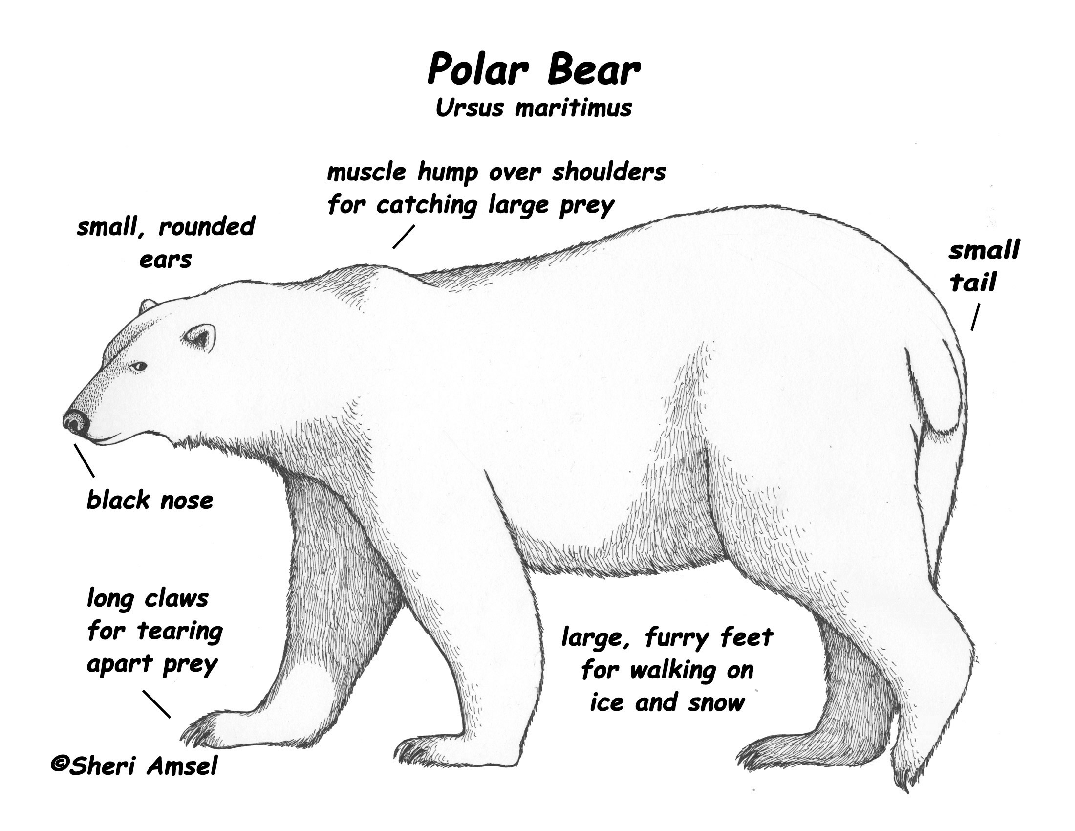 Polar Bears on emaze