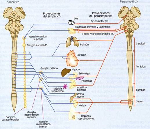 sistema Simpático y Parasimpático at emaze Presentation