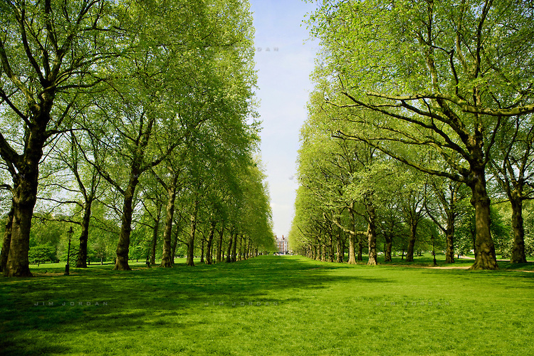 planting trees at emaze Presentation