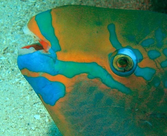 Stoplight Parrot Fish at emaze Presentation