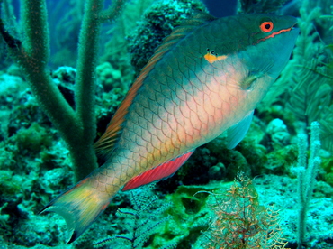 Stoplight Parrot Fish on emaze