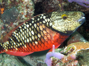 Stoplight Parrot Fish at emaze Presentation