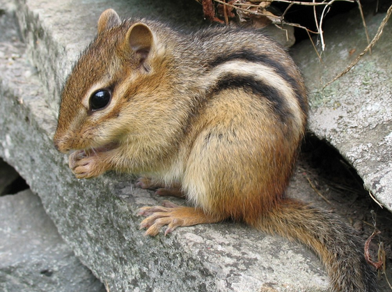 Palmer's chipmunk - Alchetron, The Free Social Encyclopedia