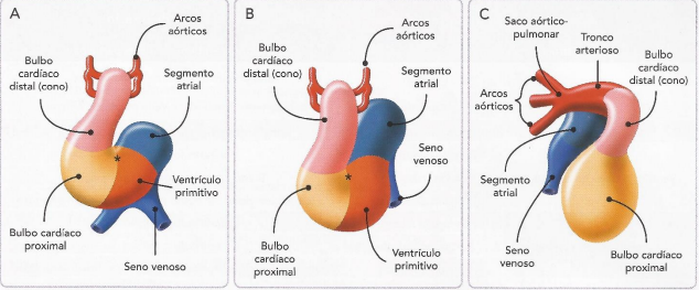 Etapa Pos-asa on emaze
