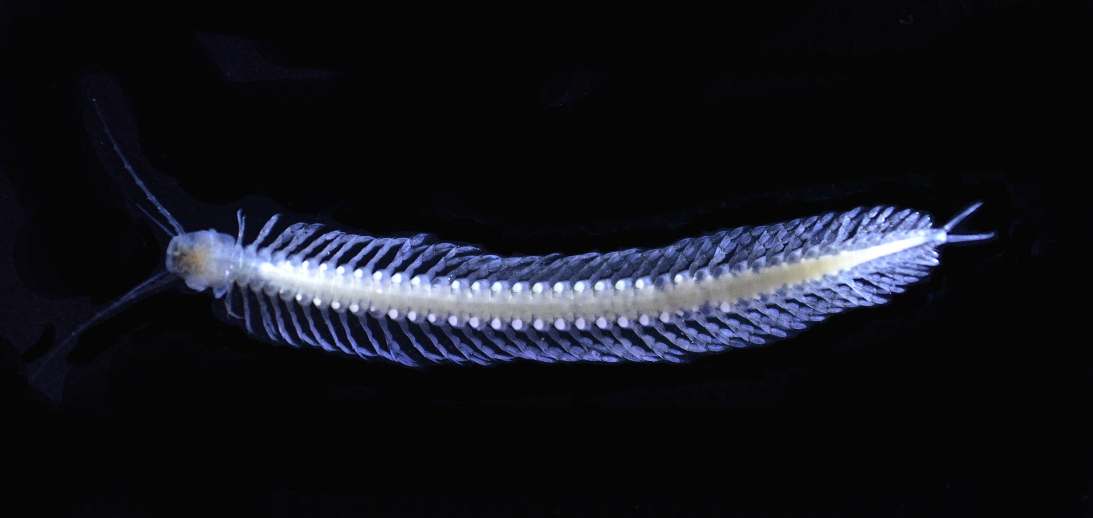 Reino Animal Artrópodos at emaze Presentation