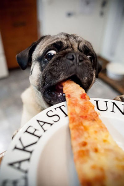 Pugs at emaze Presentation