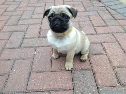 Pugs at emaze Presentation