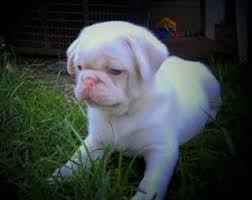 Pugs at emaze Presentation