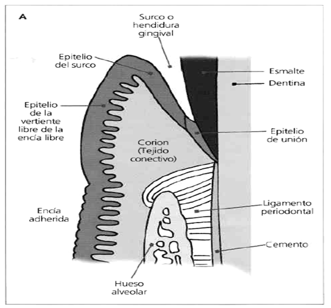 Presentation Name on emaze