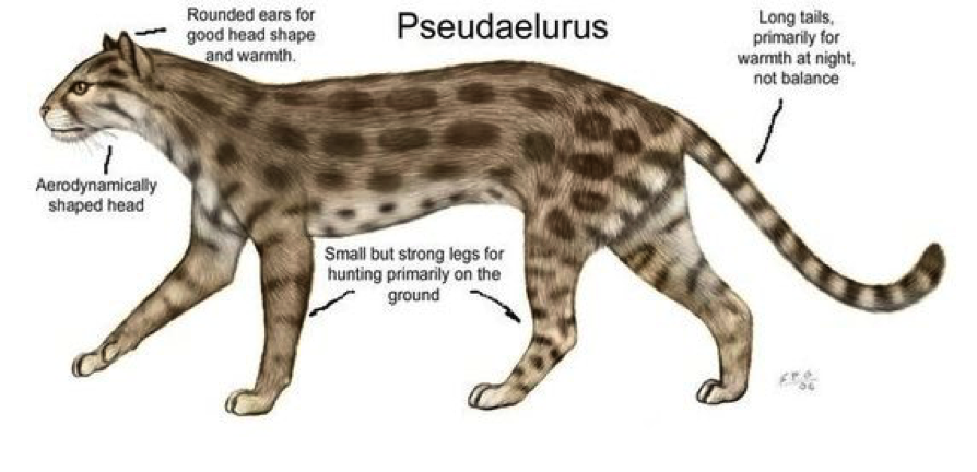 Evolution of cats on emaze