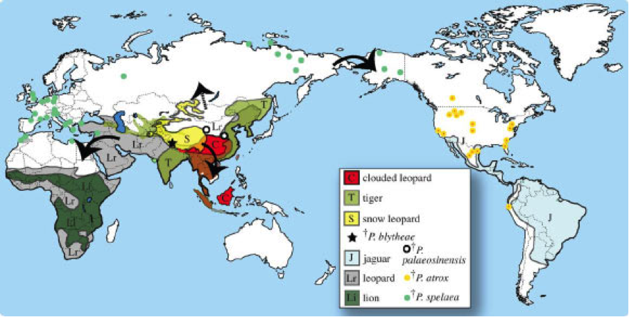 Evolution of cats on emaze