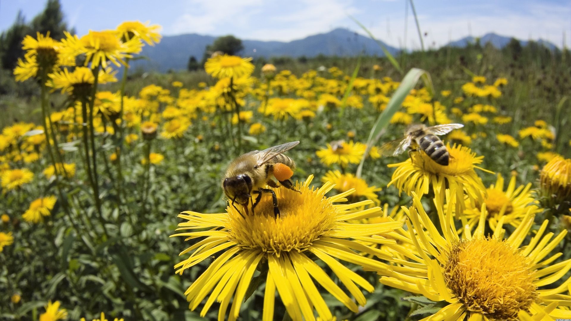 bees at emaze Presentation