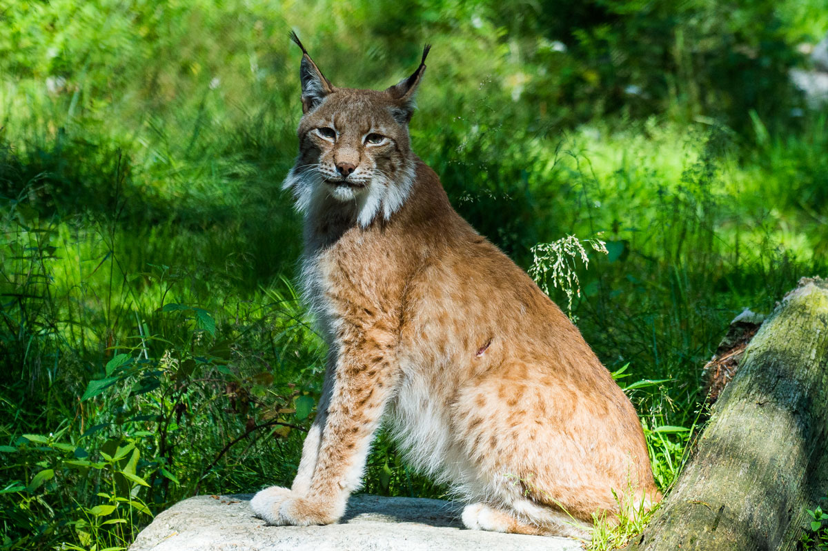 Ilves at emaze Presentation