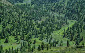 Tajga at emaze Presentation