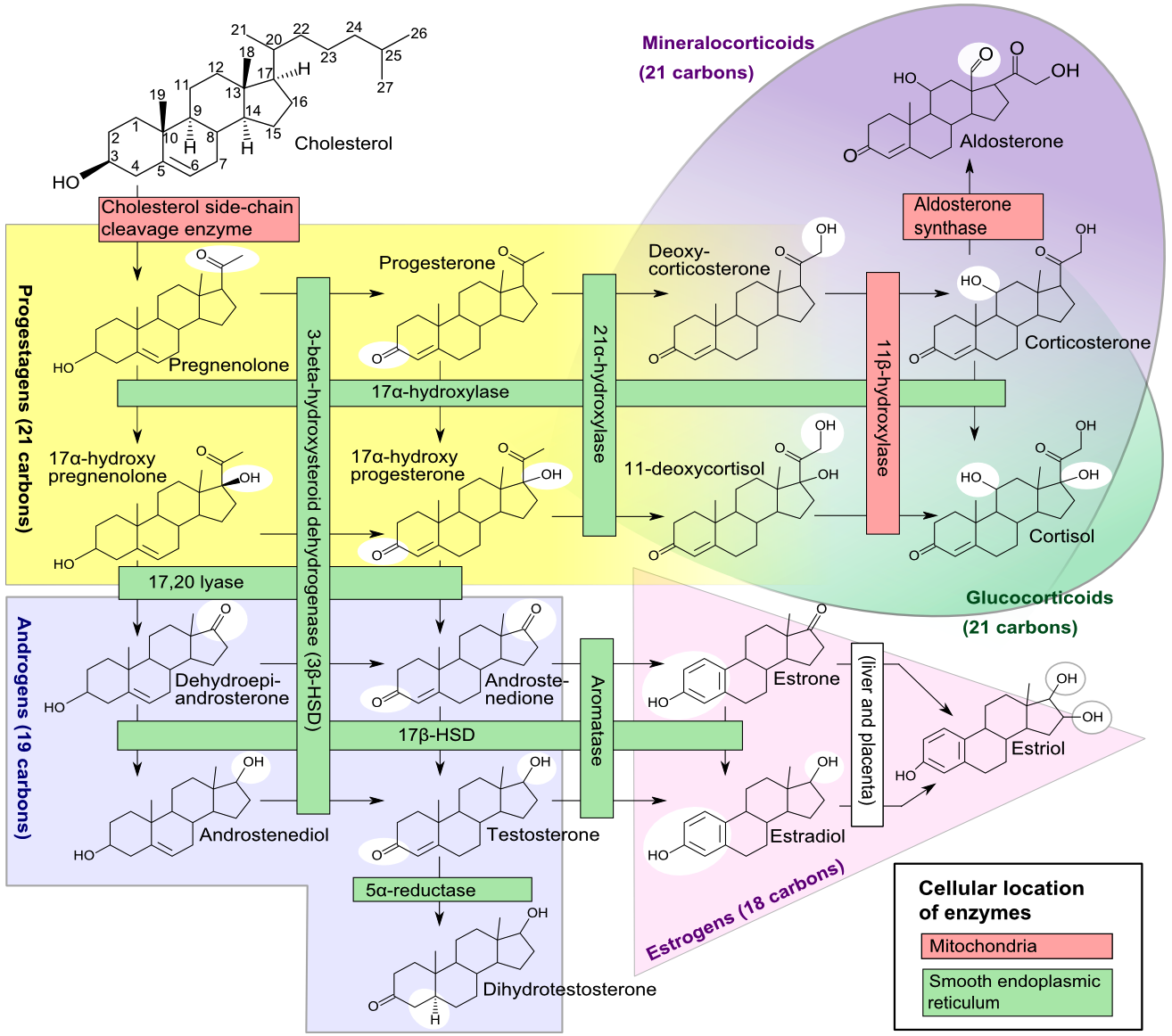 Drugs that deal with diseases of the Adrenal Glands.pptx on emaze