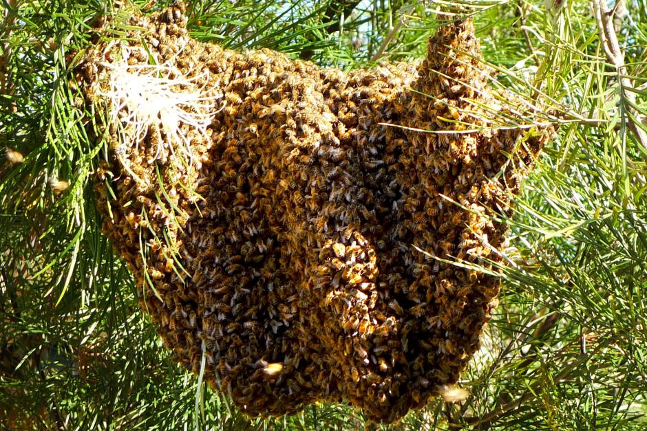 LAS ABEJAS at emaze Presentation