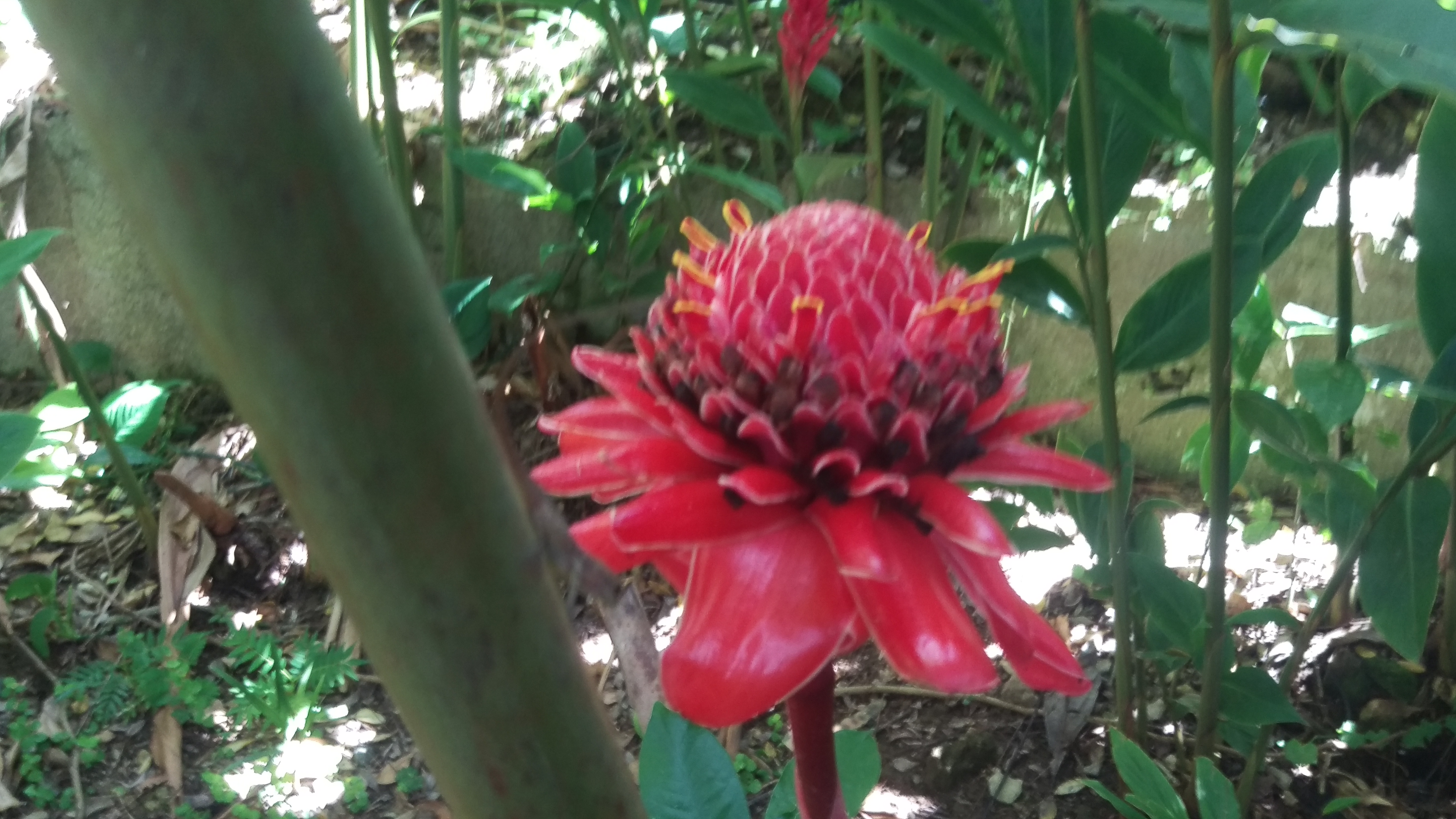 AP Botany Project on emaze