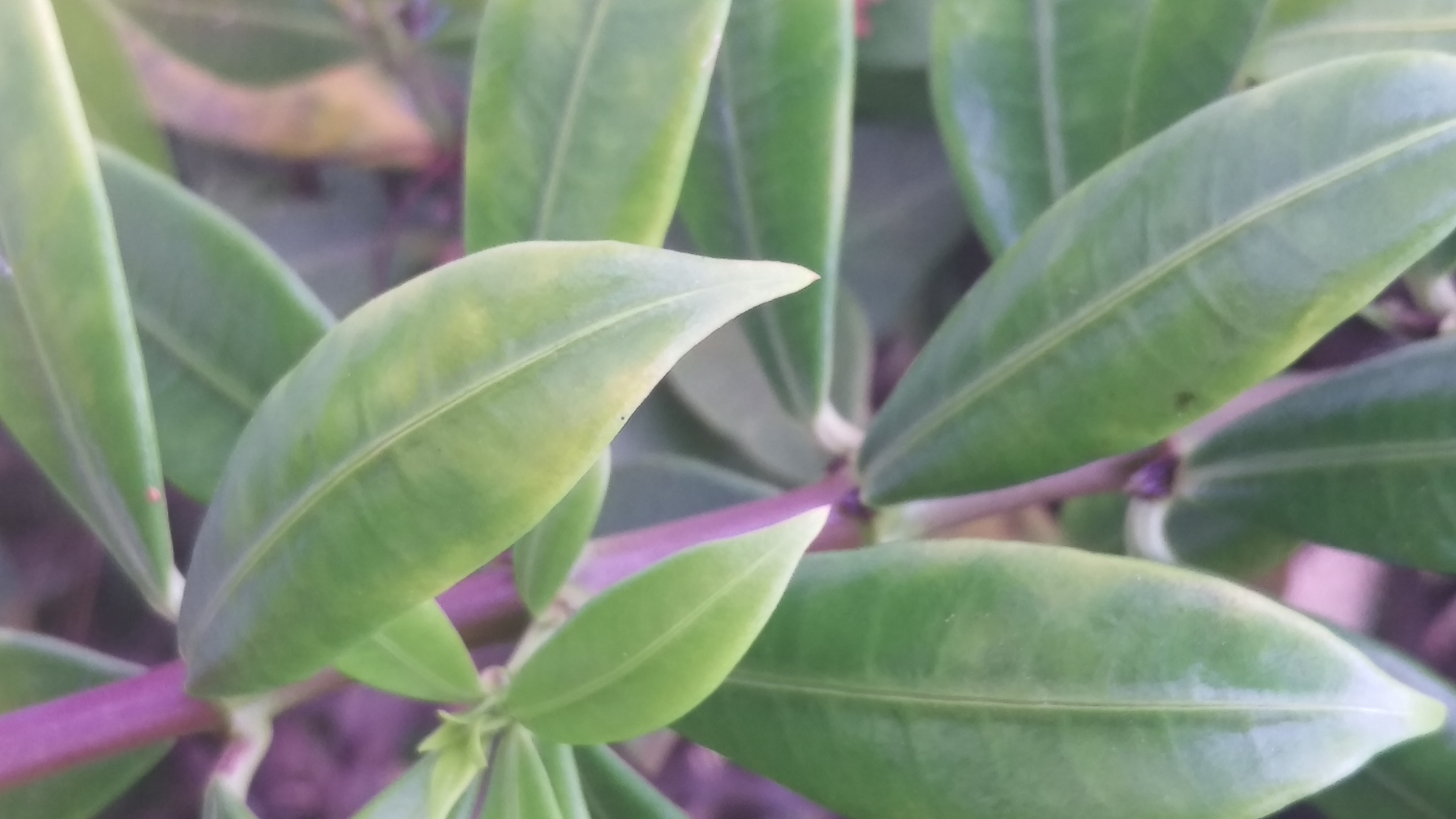 AP Botany Project on emaze
