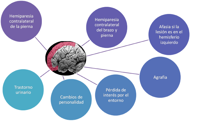Accidentes Cerebrovasculares Pptx At Emaze Presentation
