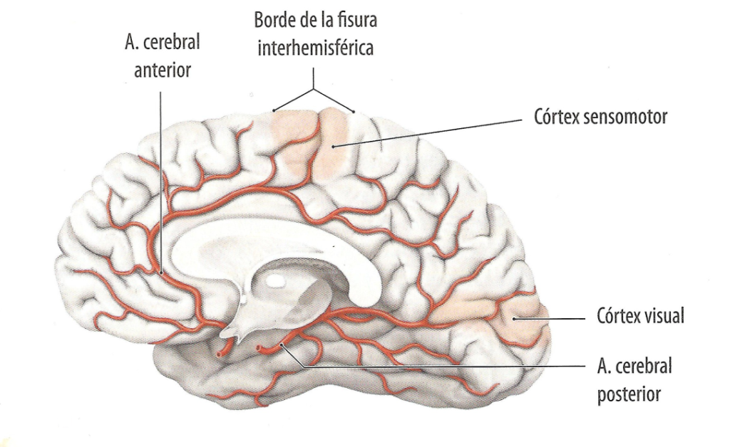 Accidentes Cerebrovasculares Pptx At Emaze Presentation