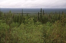 Taiga Plains at emaze Presentation
