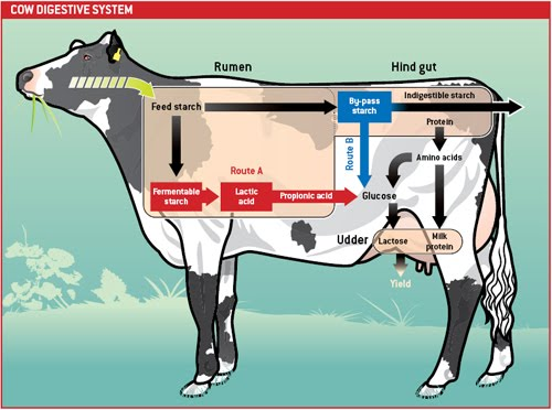 digestive systems on emaze