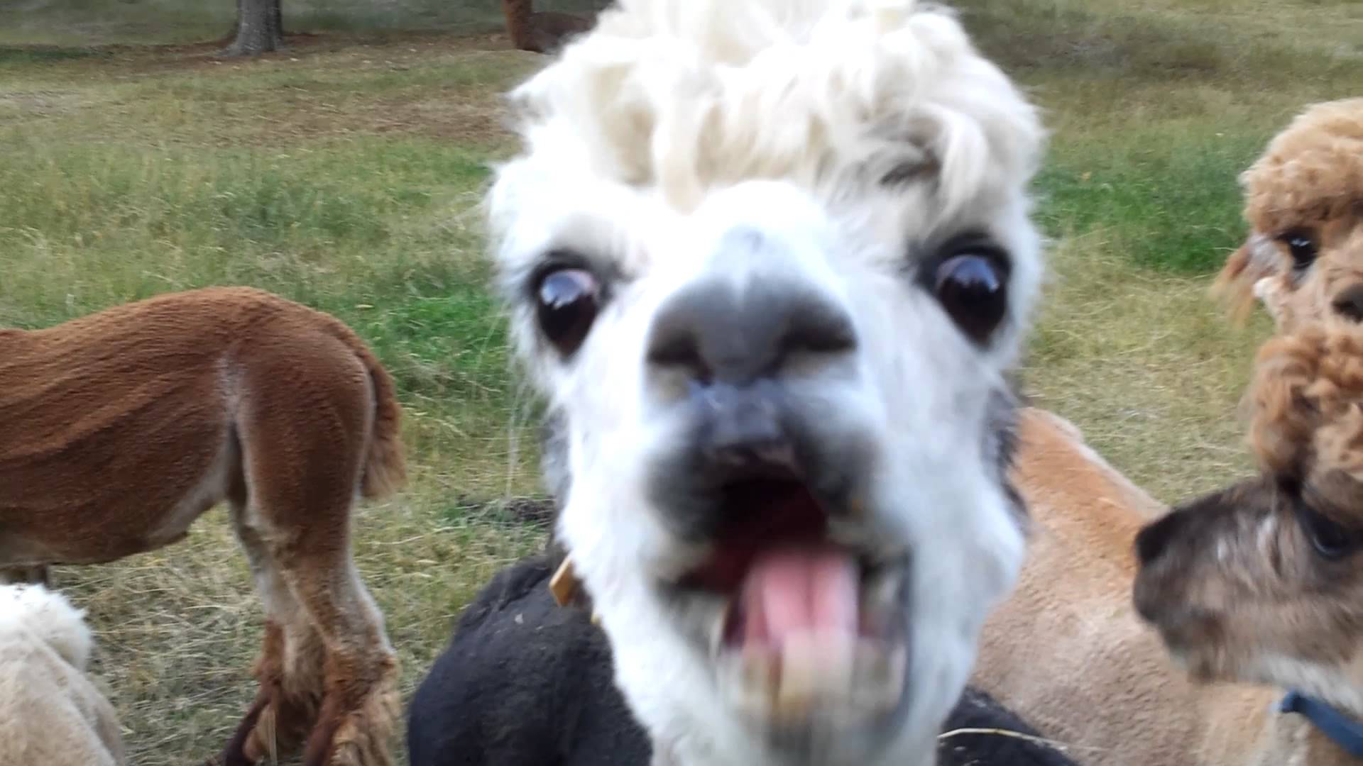 La alpaca on emaze