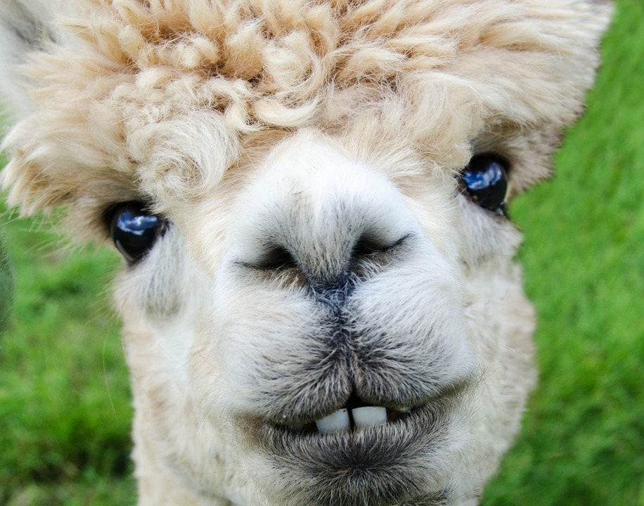 La alpaca on emaze