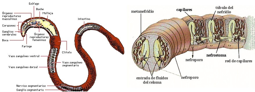 Sistema excretor at emaze Presentation
