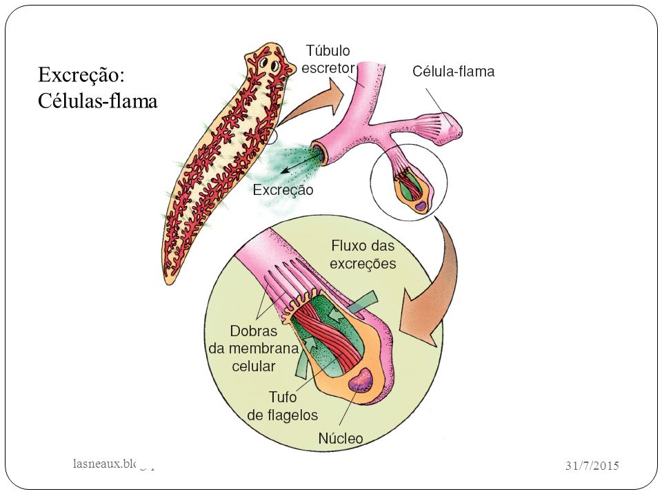 Sistema excretor at emaze Presentation