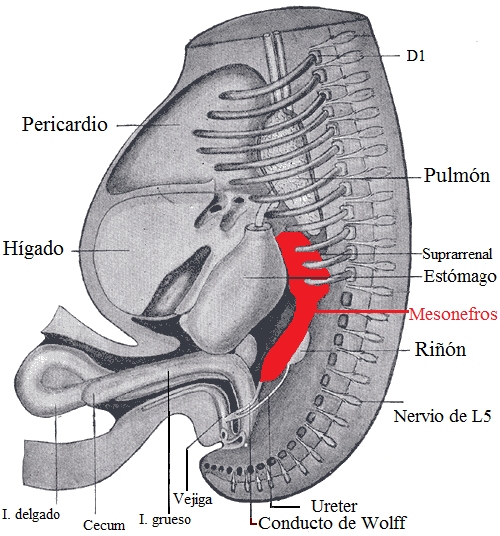 Sistema excretor on emaze