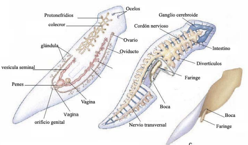 Sistema excretor on emaze