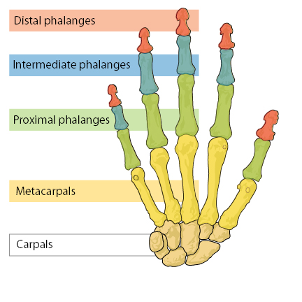 The Skeleton FULL on emaze