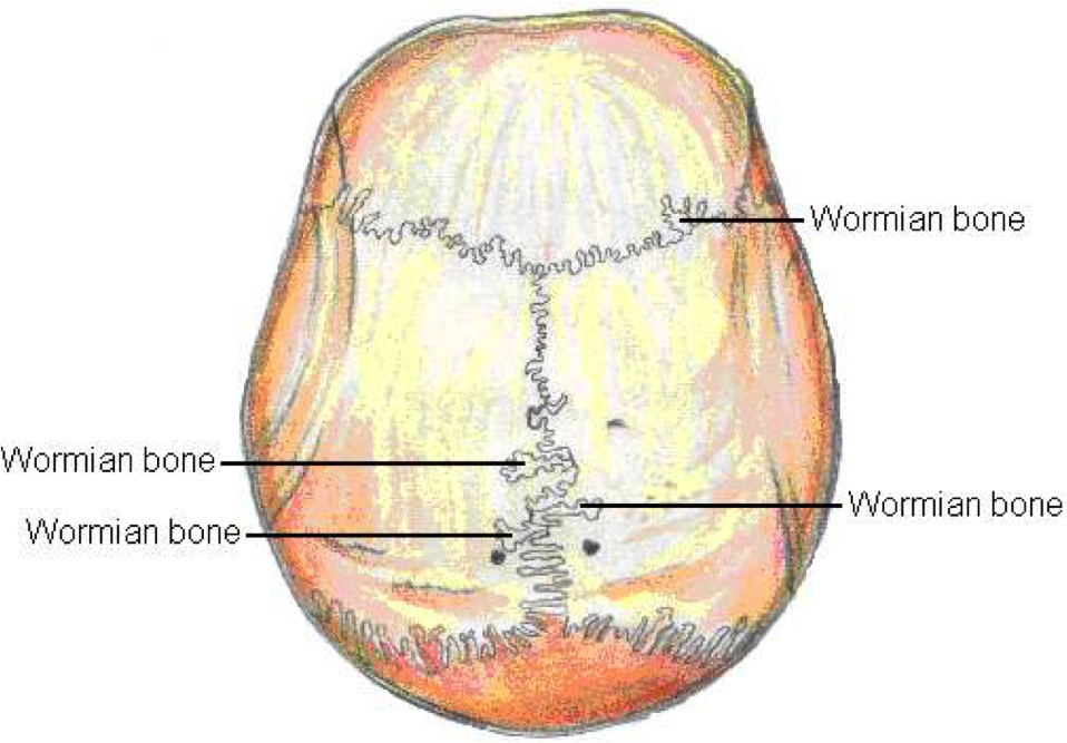 The Skeleton FULL on emaze