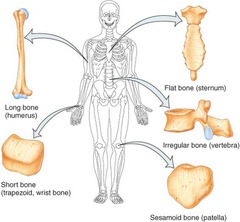 The Skeleton FULL on emaze