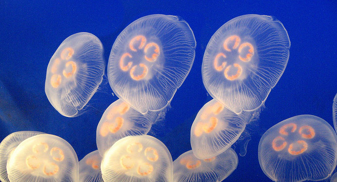 Medusozoa at emaze Presentation